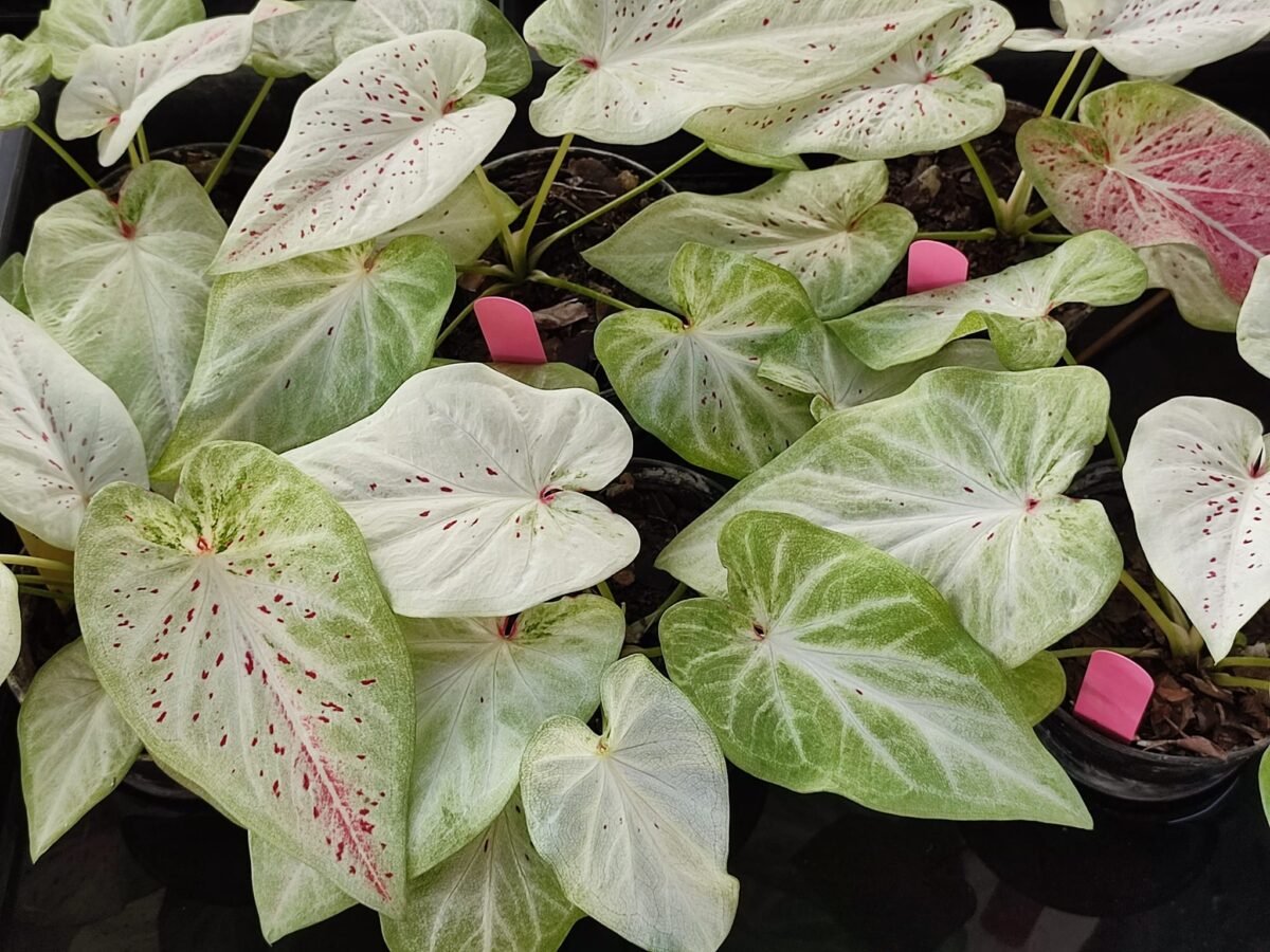 เปิดแล้ว! ตลาดต้นไม้กลางคืน เดอะบิ๊กมาร์เก็ต จอมเทียน - Baan REm