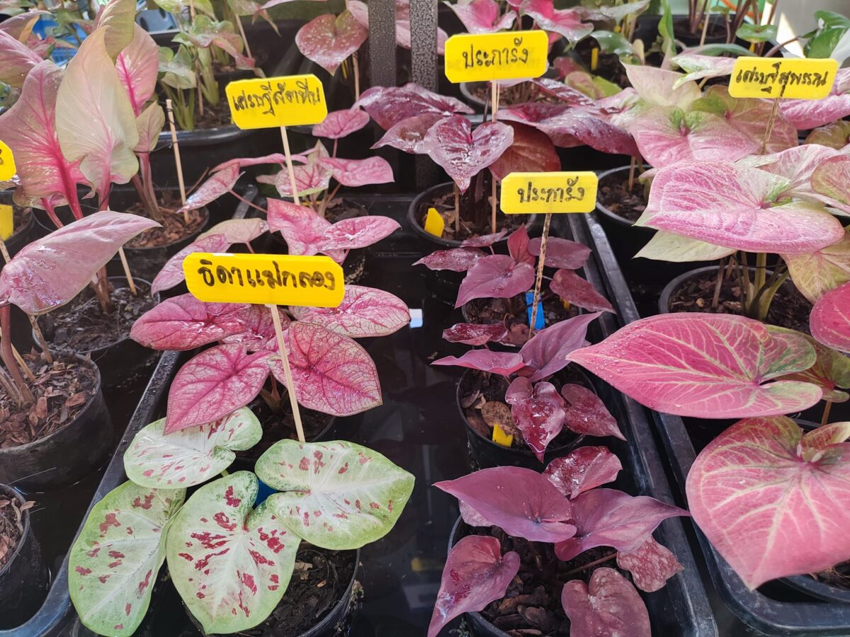 เปิดแล้ว! ตลาดต้นไม้กลางคืน เดอะบิ๊กมาร์เก็ต จอมเทียน - Baan REm