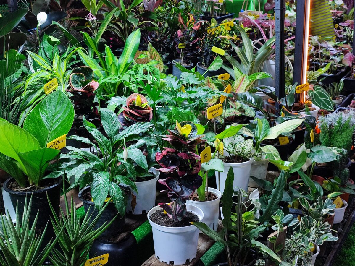 เปิดแล้ว! ตลาดต้นไม้กลางคืน เดอะบิ๊กมาร์เก็ต จอมเทียน - Baan REm