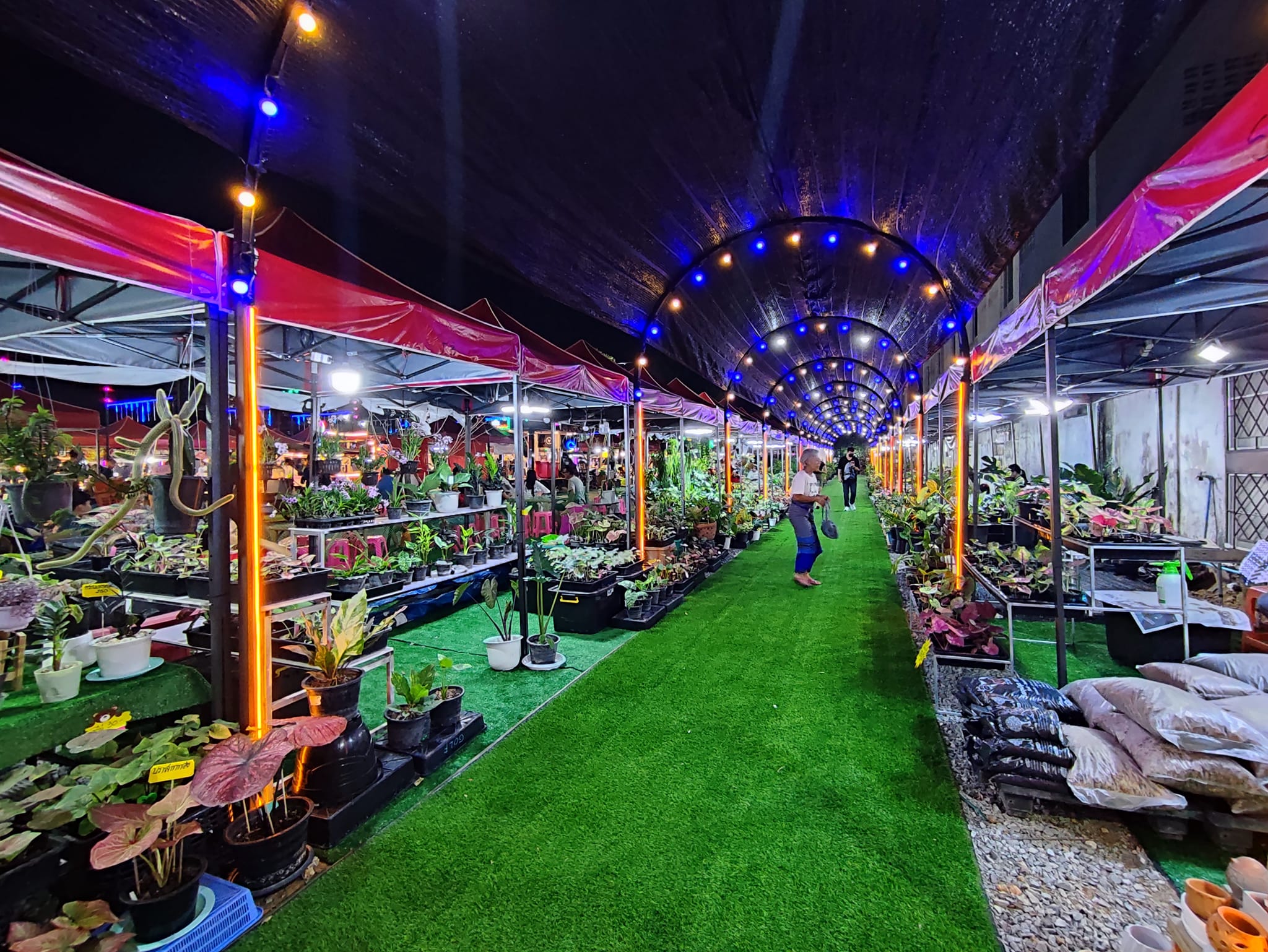 เปิดแล้ว! ตลาดต้นไม้กลางคืน เดอะบิ๊กมาร์เก็ต จอมเทียน - Baan REm