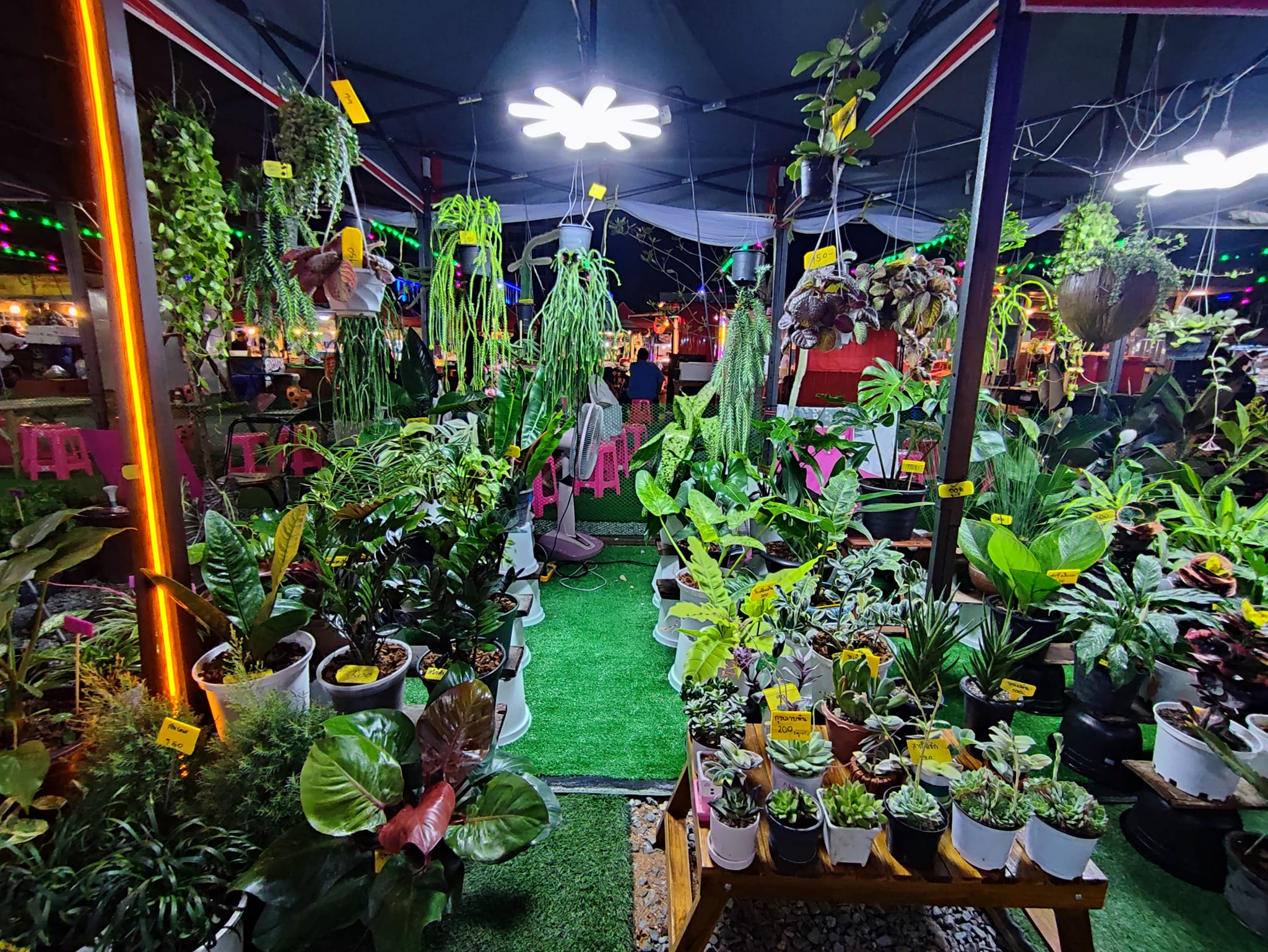 เปิดแล้ว! ตลาดต้นไม้กลางคืน เดอะบิ๊กมาร์เก็ต จอมเทียน - Baan REm